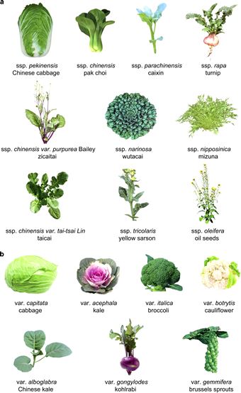 طبقه‌بندی علمی سبزیجات؛ کدام سبزی ها هم خانواده هستند؟